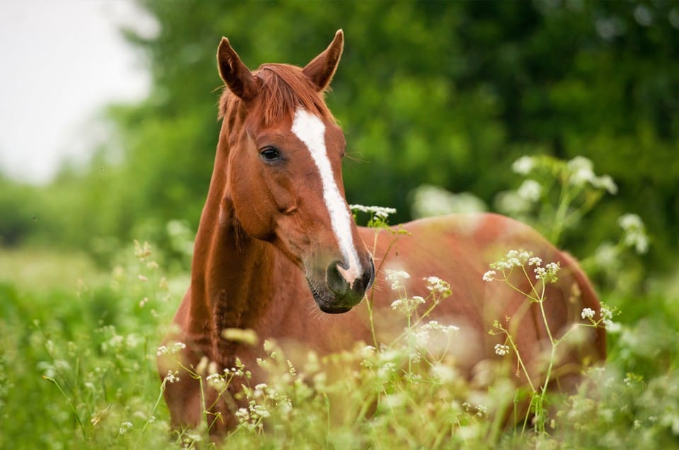 New Clients | Desert Spring Veterinary Services