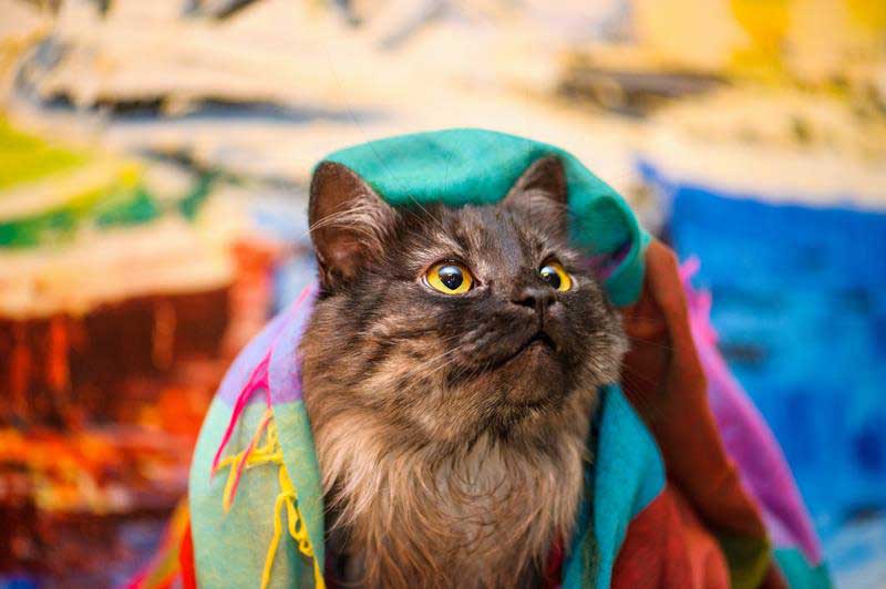 About | Desert Spring Veterinary Services